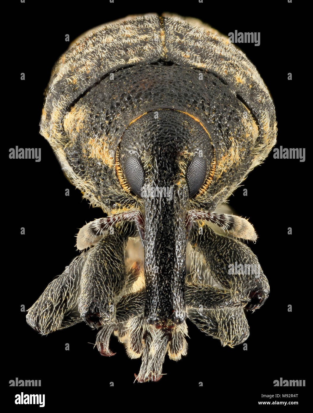 Binomial larinus planus hi-res stock photography and images - Alamy