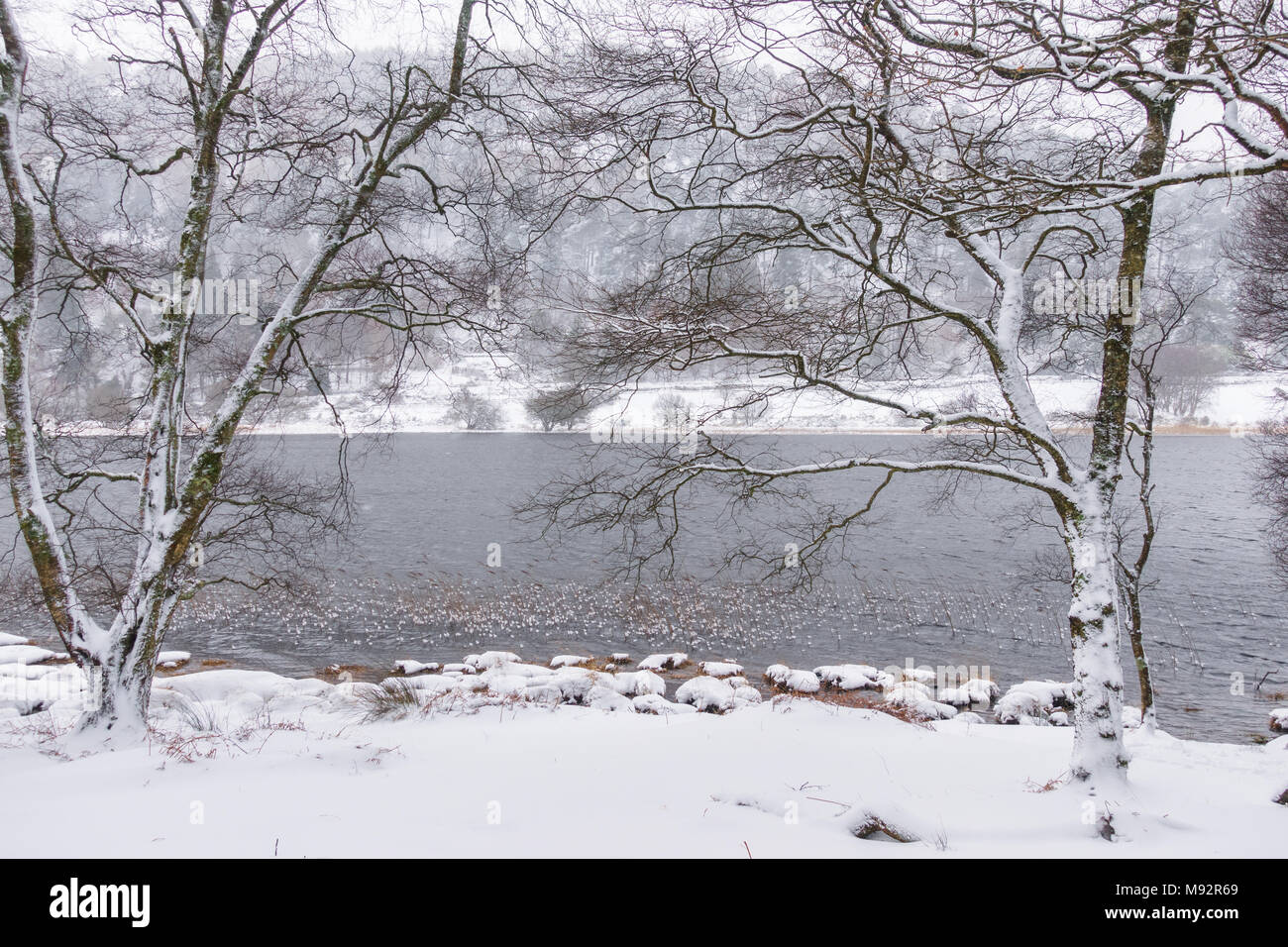 Snow in the forest - Ireland Stock Photo - Alamy