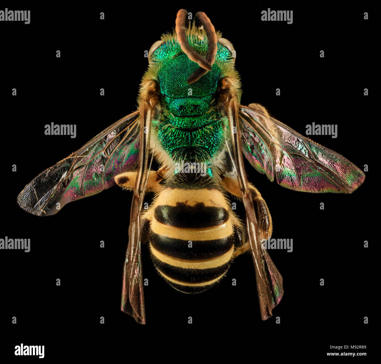 Macro agapostemon sweat bee hi-res stock photography and images - Alamy