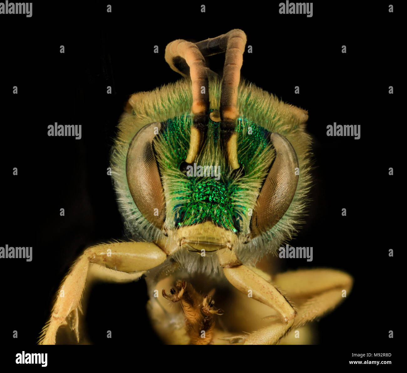 Macro agapostemon sweat bee hi-res stock photography and images - Alamy