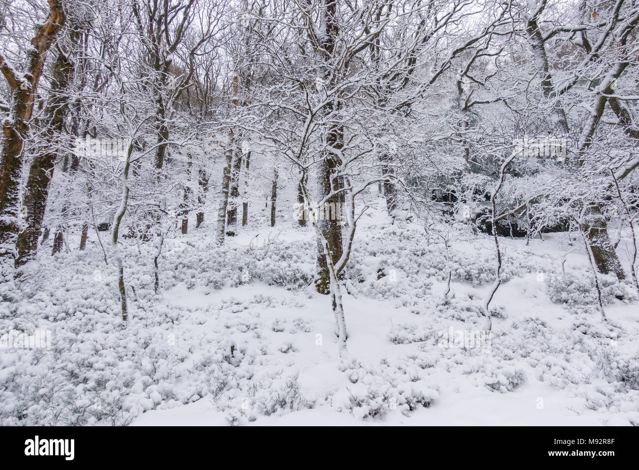 Northern ireland winter forest hi-res stock photography and images - Alamy