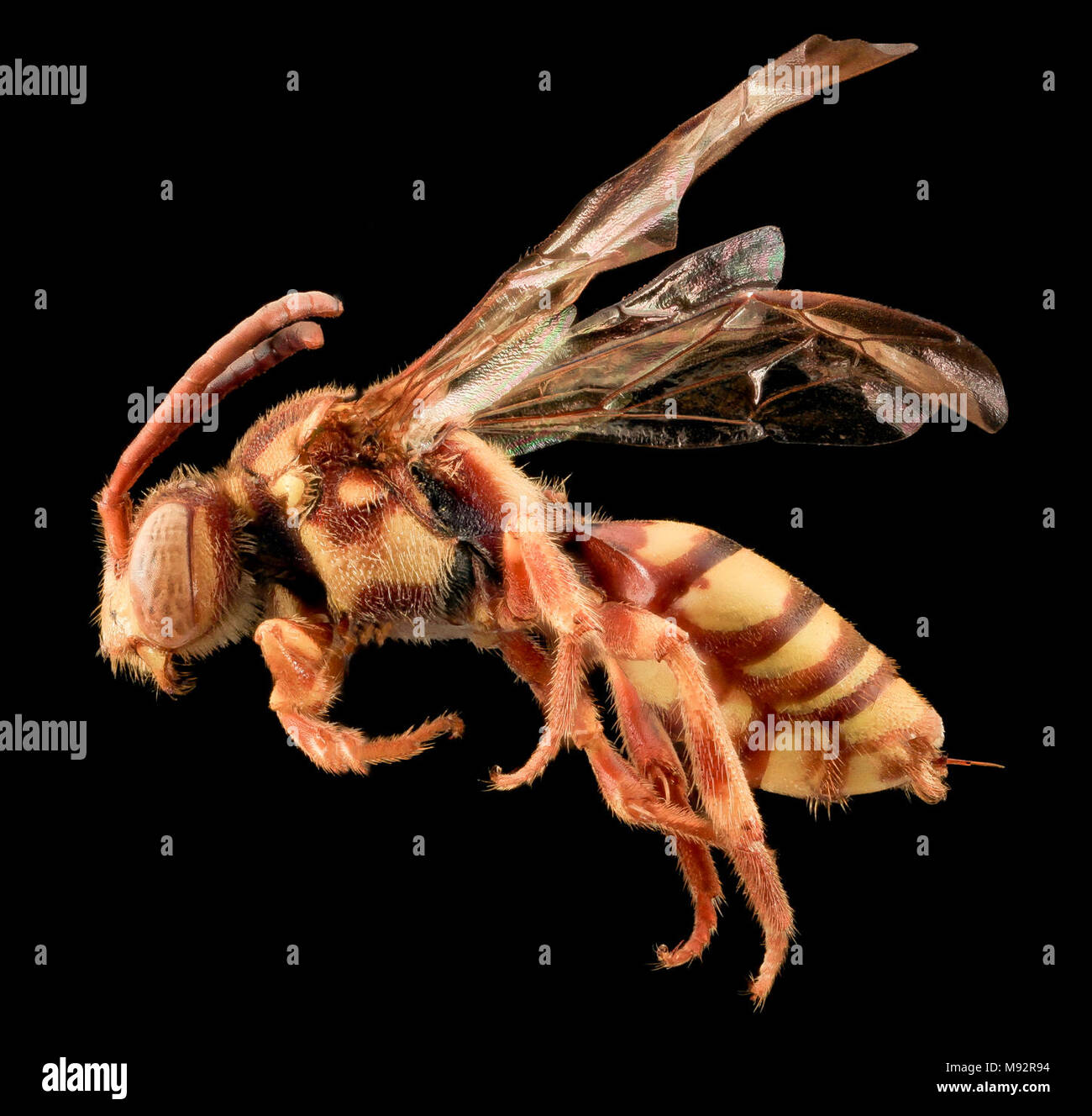 Nomada imbricata hi-res stock photography and images - Alamy