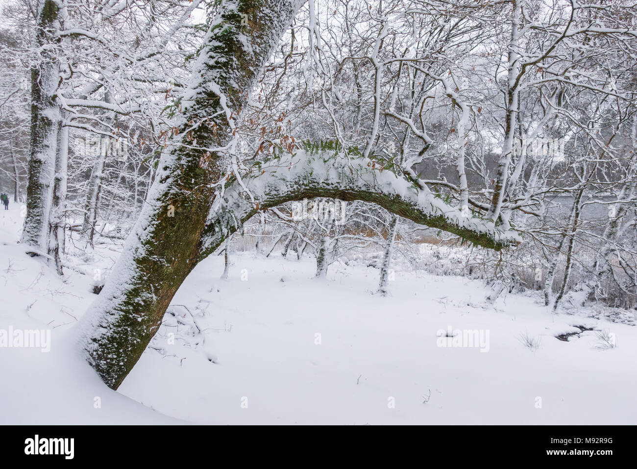 Snow in the forest - Ireland Stock Photo - Alamy