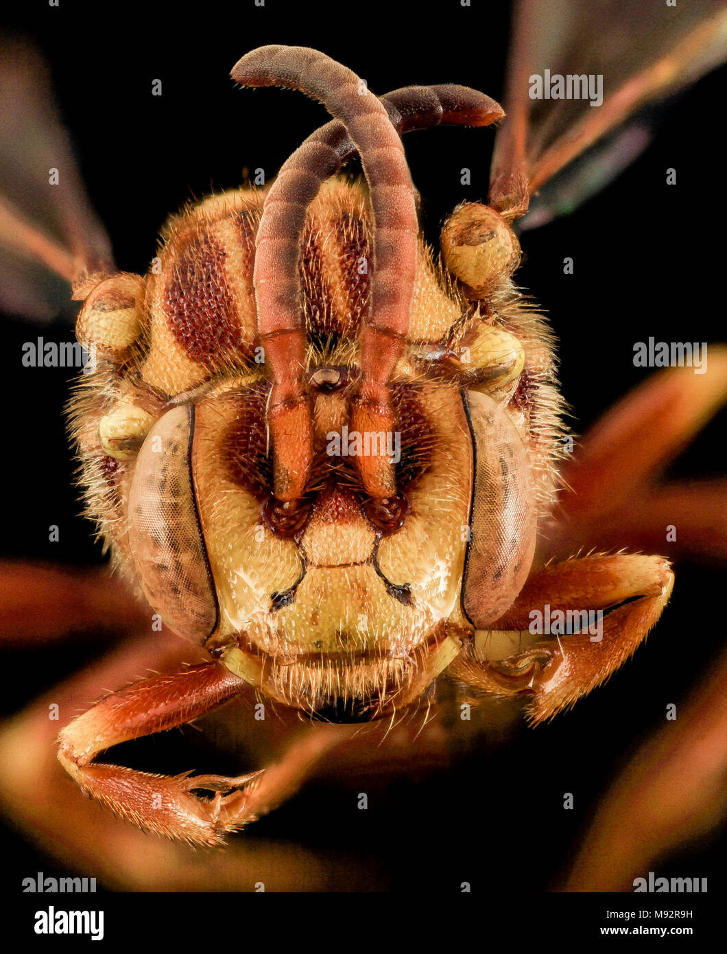 Binomial nomada hi-res stock photography and images - Alamy