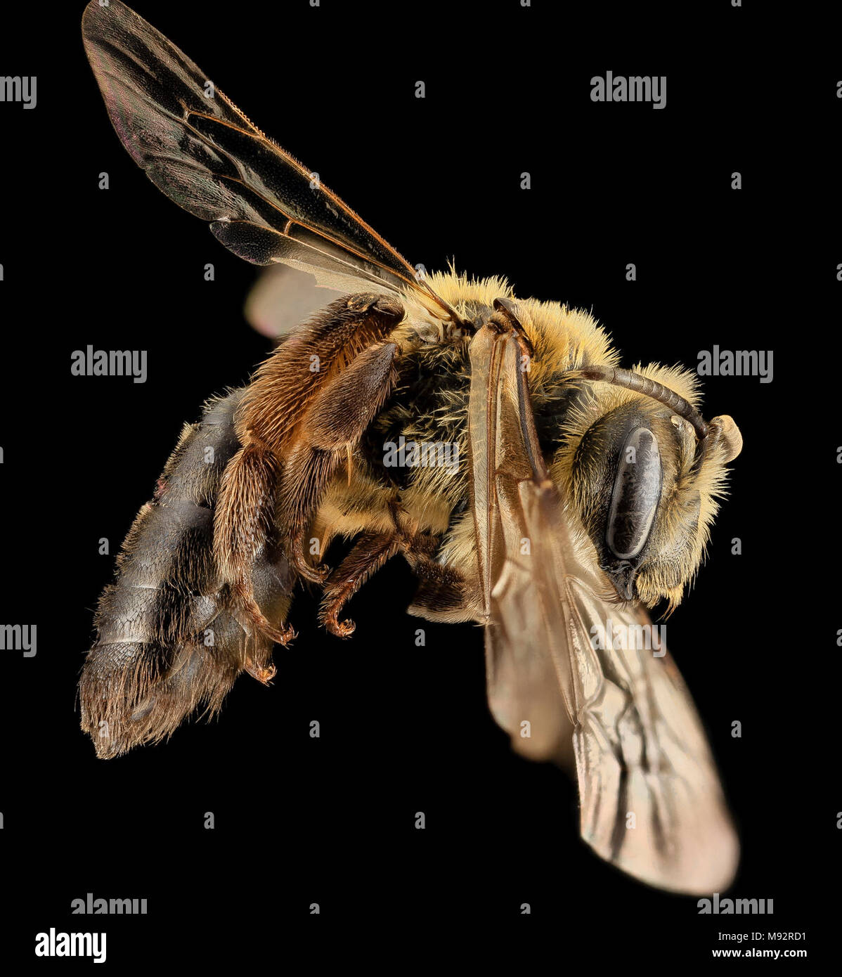 Andrena nivalis hi-res stock photography and images - Alamy