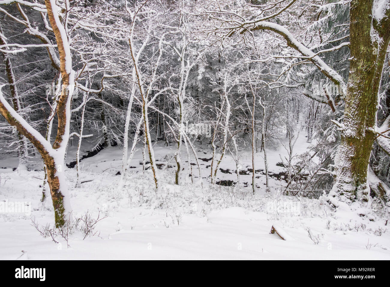 Snow in the forest - Ireland Stock Photo - Alamy