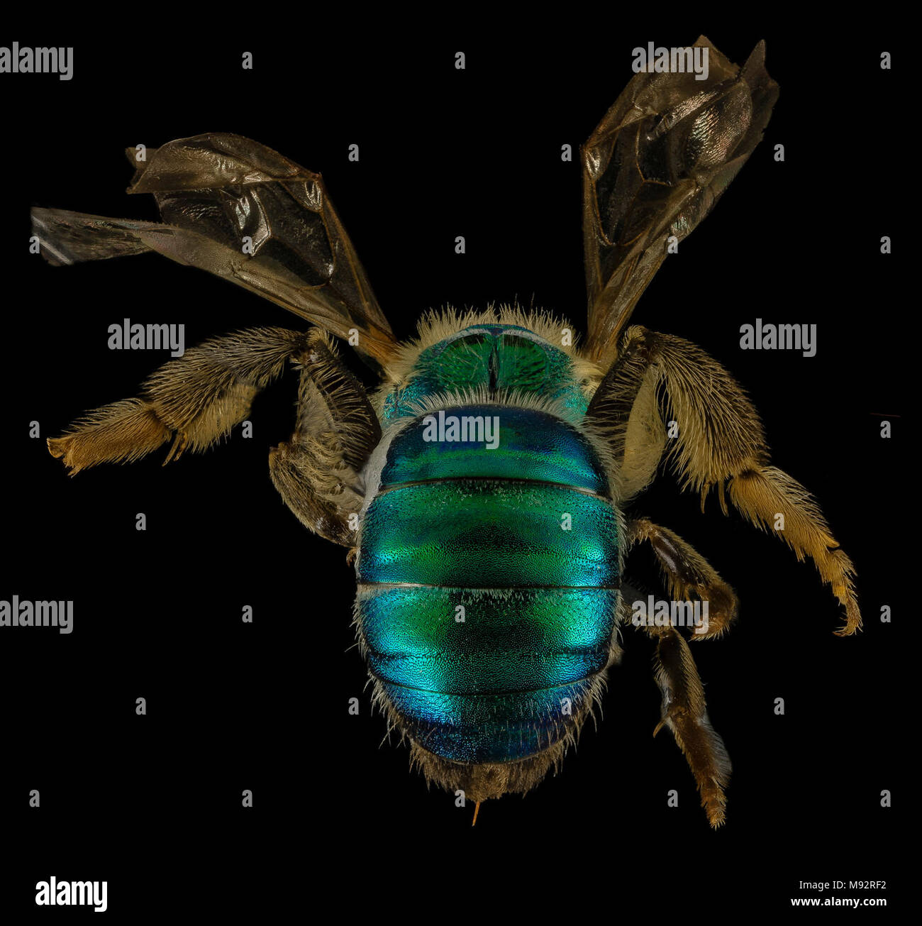 Macro agapostemon sweat bee hi-res stock photography and images - Alamy