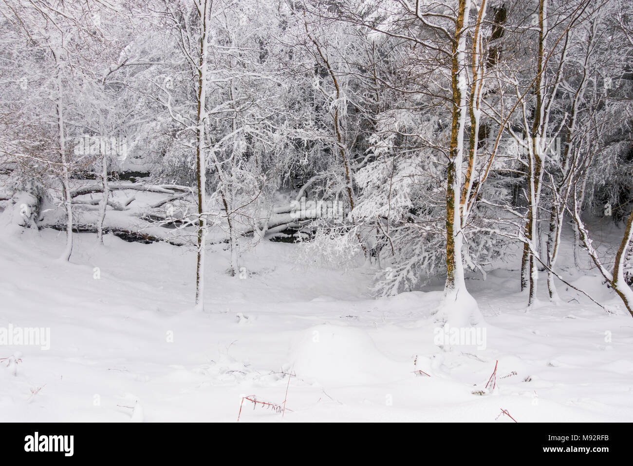 Snow in the forest - Ireland Stock Photo - Alamy