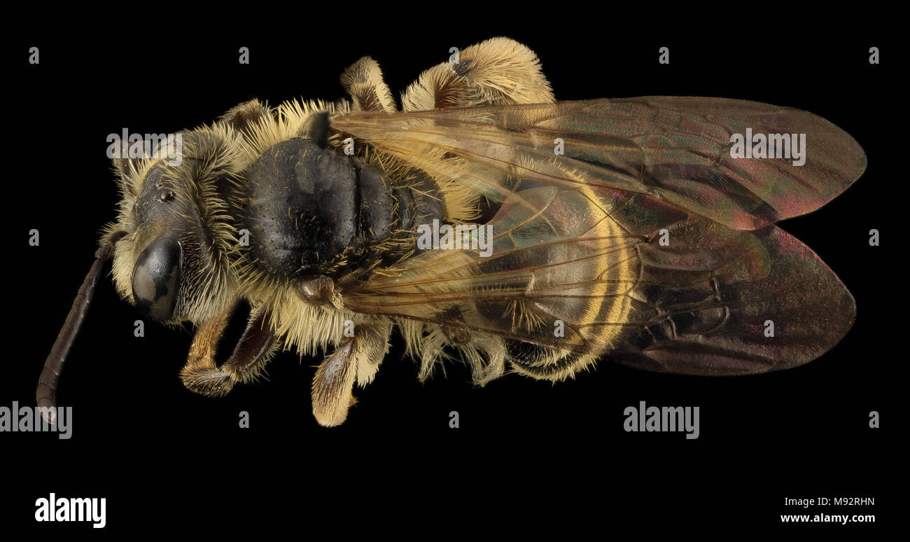 Mining bees andrena insecta hi-res stock photography and images - Alamy