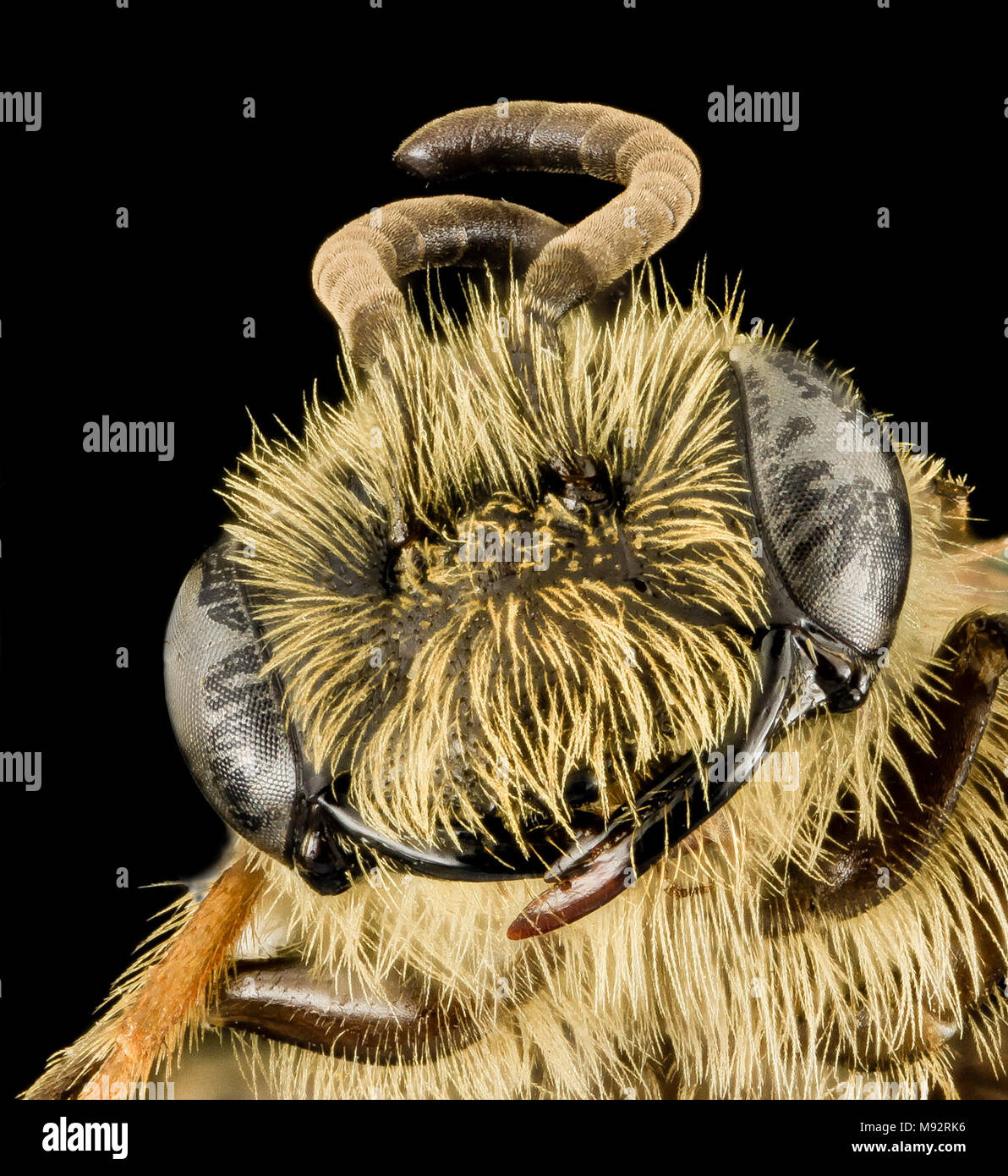 Andrena nebecula, M, Face, ME, Hancock County, Winter Harbor, Schoodic ...