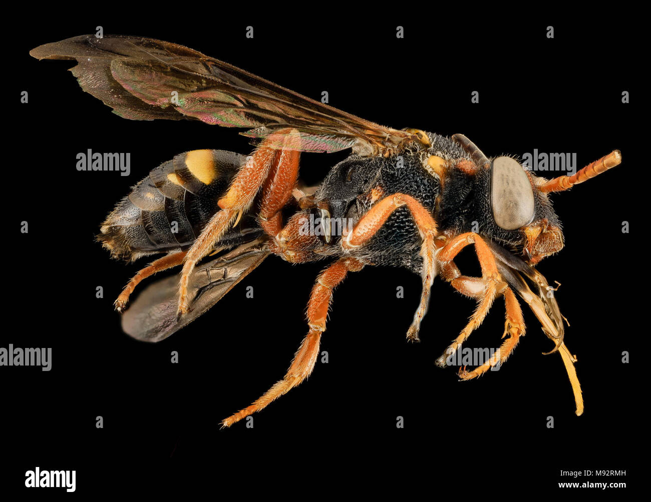 Binomial nomada fervida zerene stacker hi-res stock photography and ...