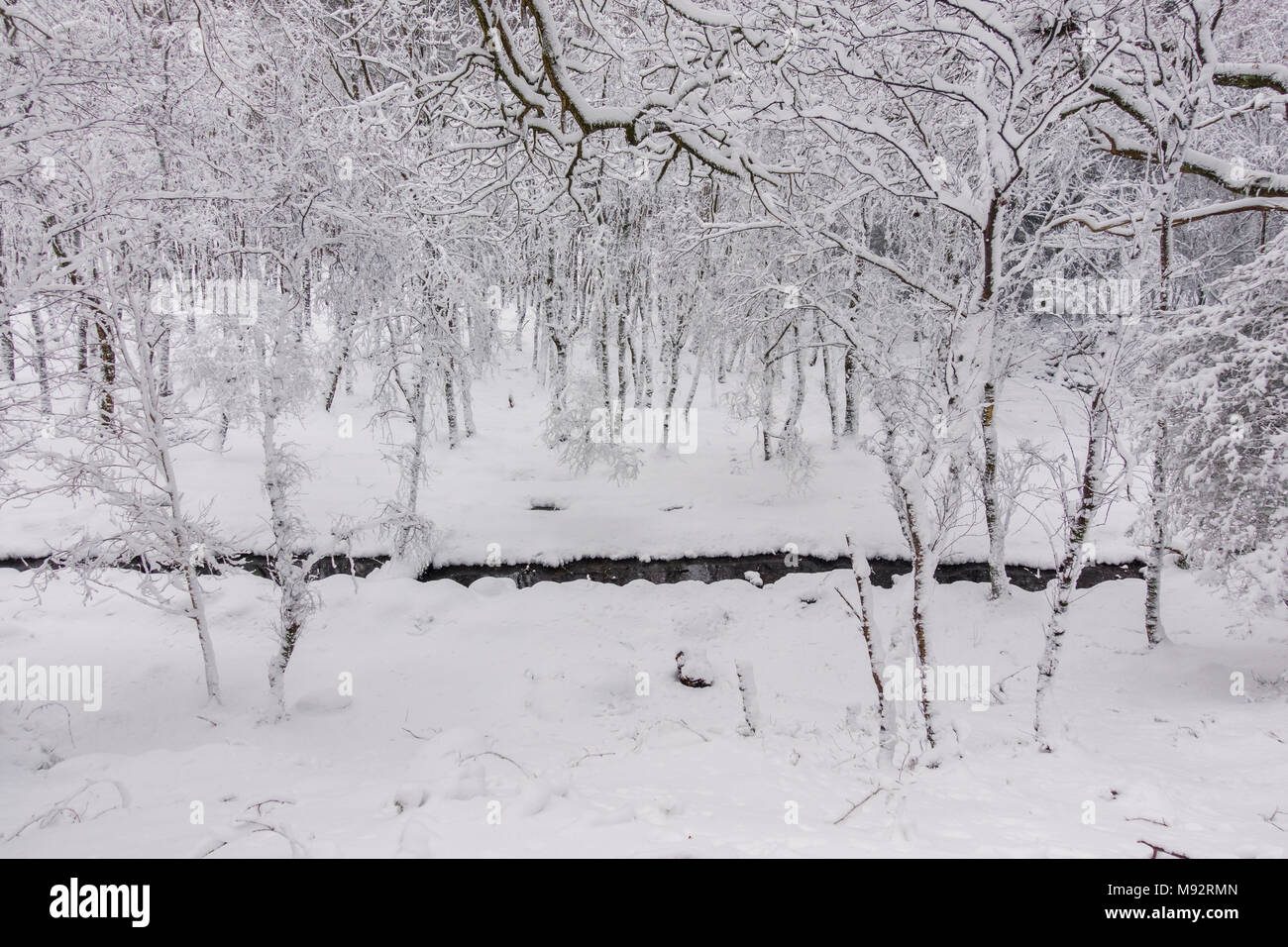 Snow forest park ireland hi-res stock photography and images - Alamy