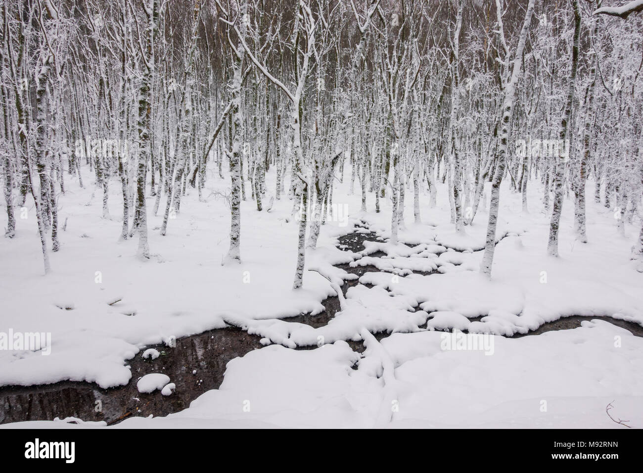 Northern Ireland Winter Forest Stock Photos & Northern Ireland Winter ...