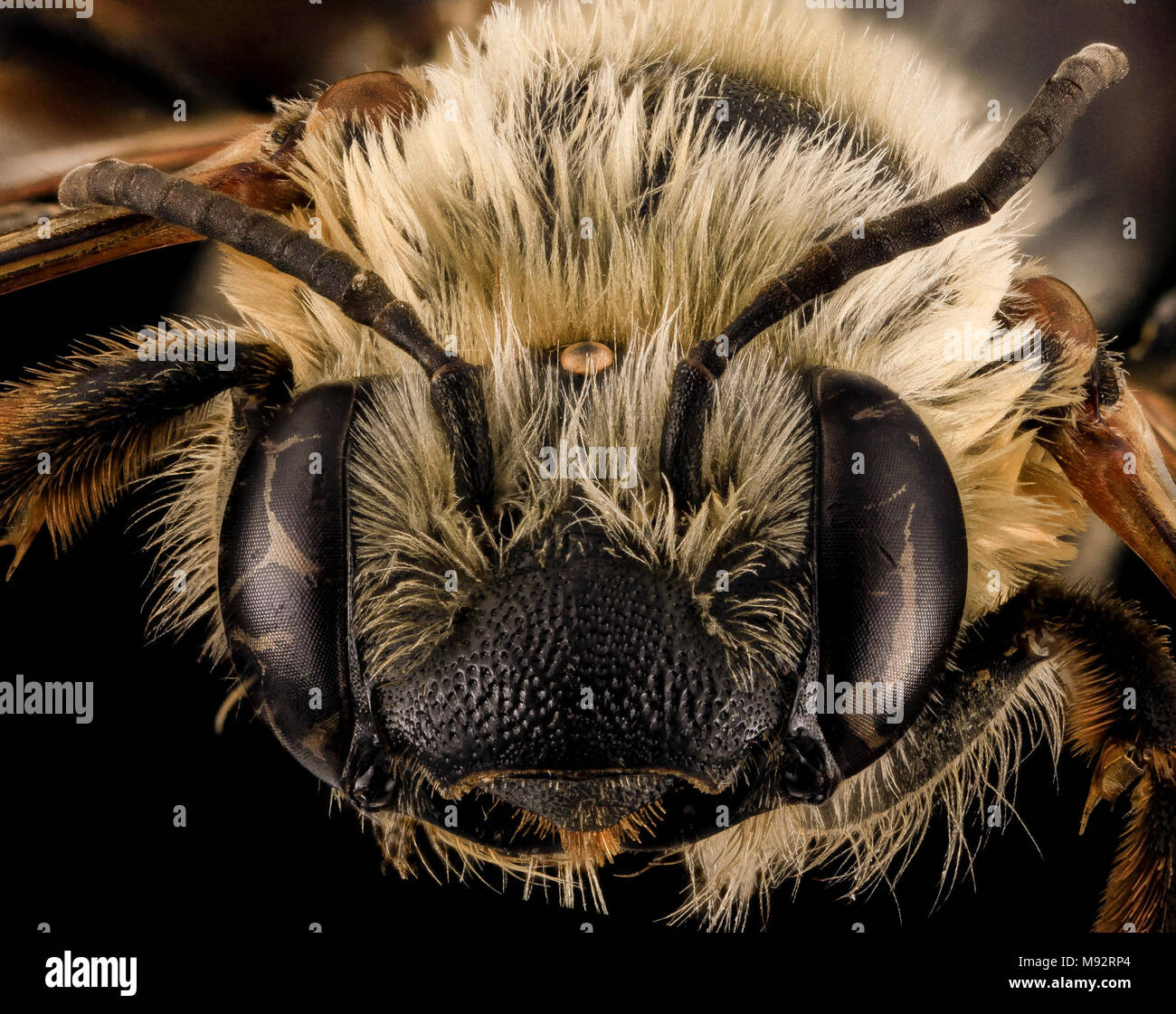 Bug with long proboscis hi-res stock photography and images - Alamy