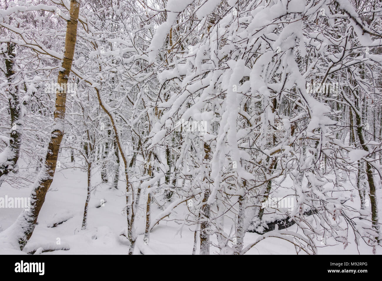 Snow in the forest - Ireland Stock Photo - Alamy