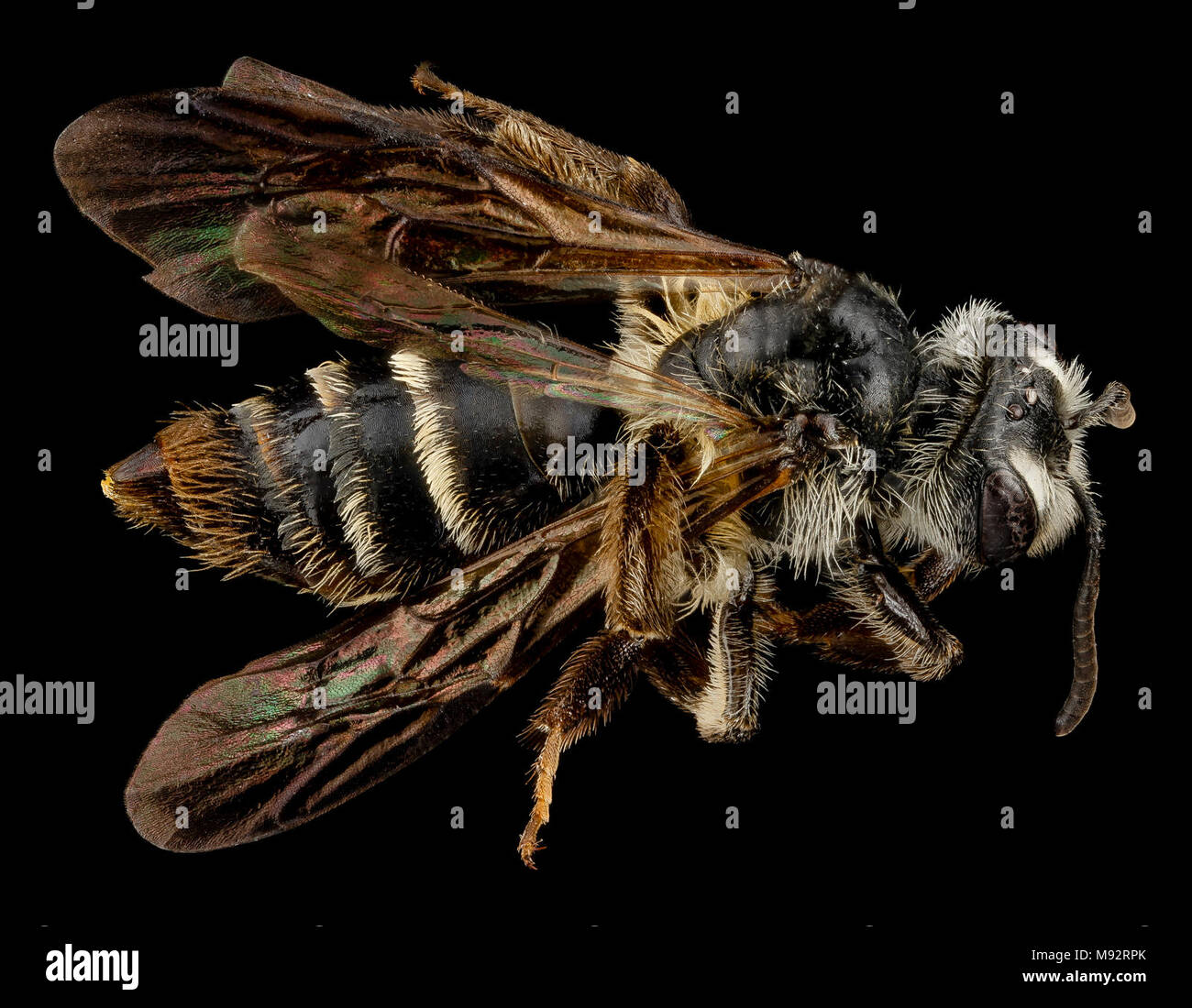 Andrena nubecula, F, back, North Carolina, Buncombe County Stock Photo ...