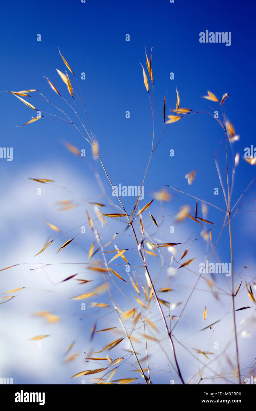 Autumn Plants, Grasses & Seedheads Stock Photo - Alamy
