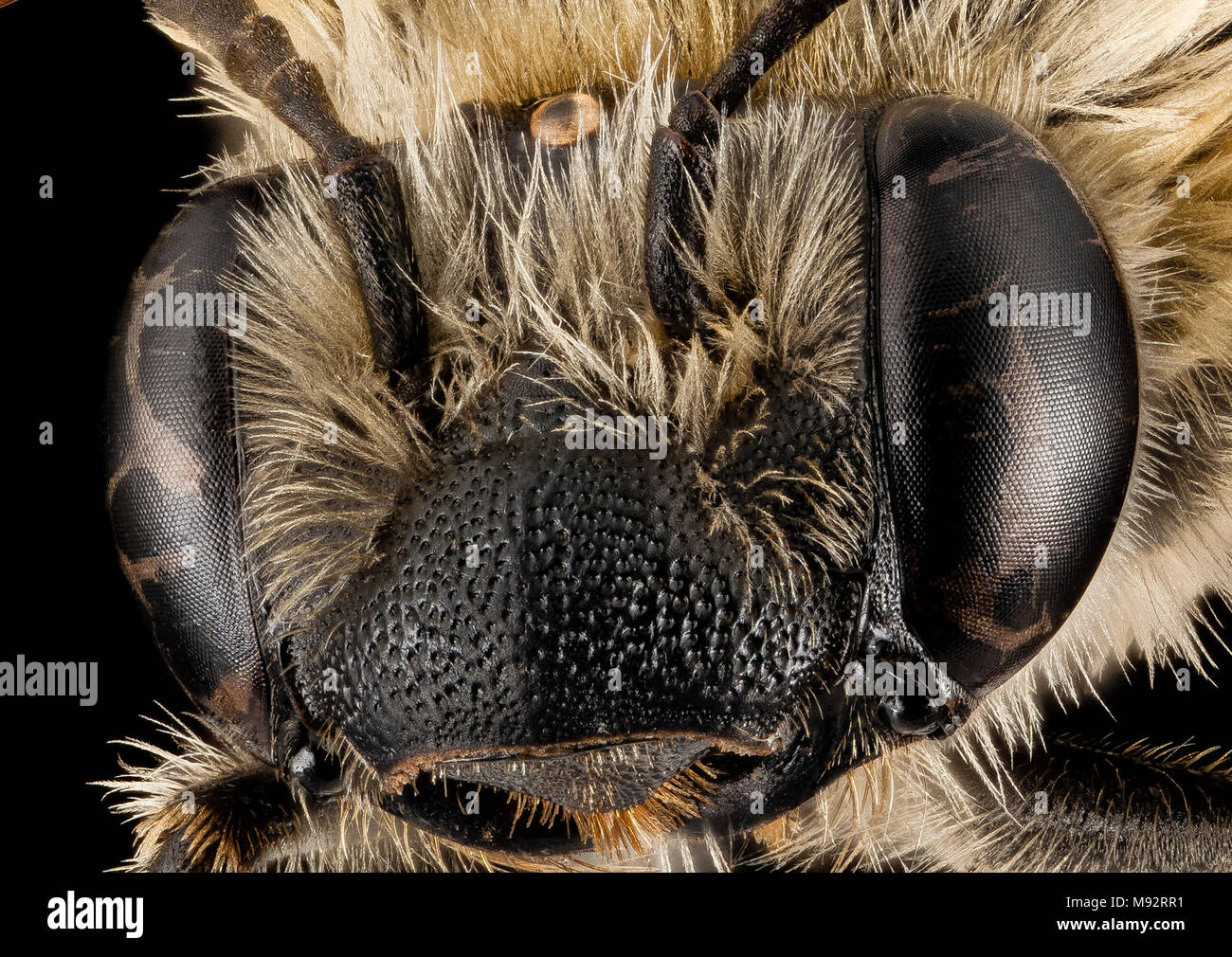 Bug with long proboscis hi-res stock photography and images - Alamy