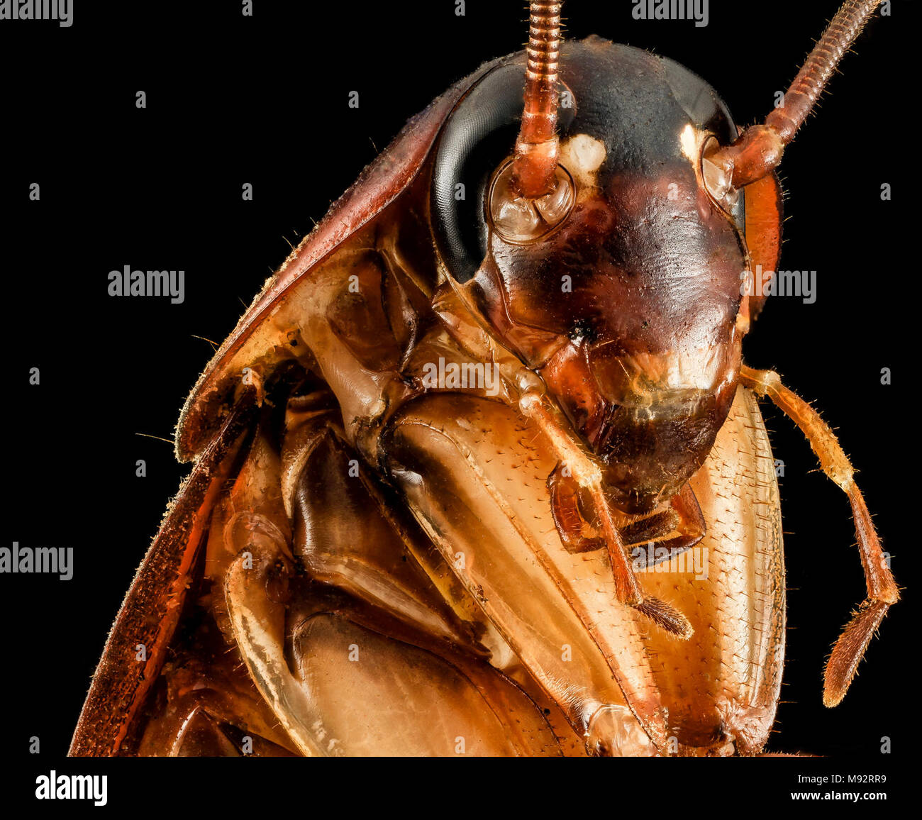 Periplaneta americana, Face, MD, Prince Georges county Stock Photo - Alamy