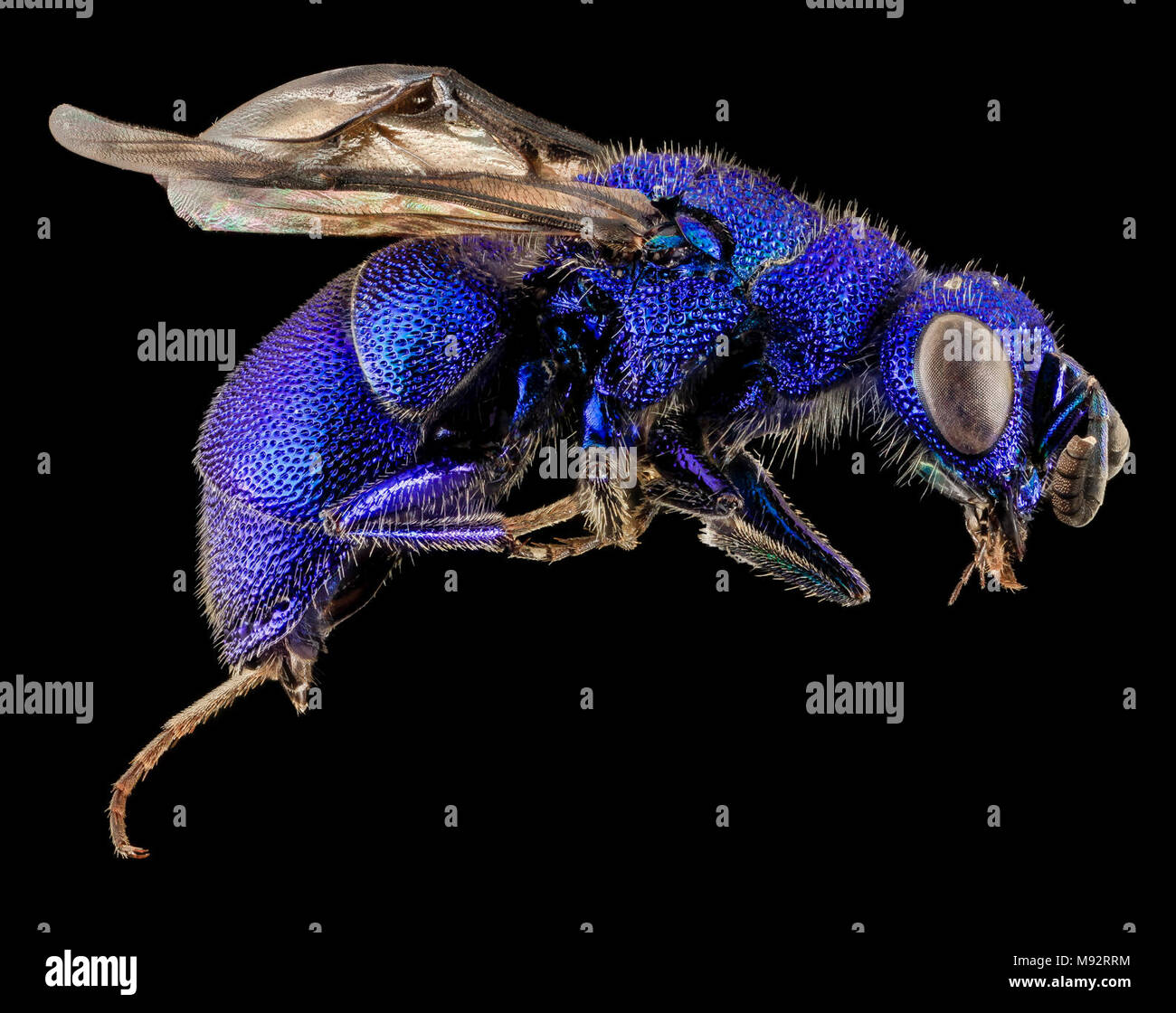 Bohart hi-res stock photography and images - Alamy