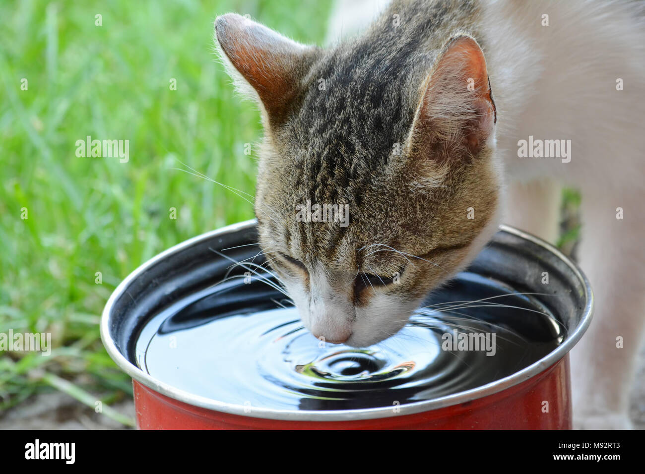 Do Cats Drink Water Like Dogs
