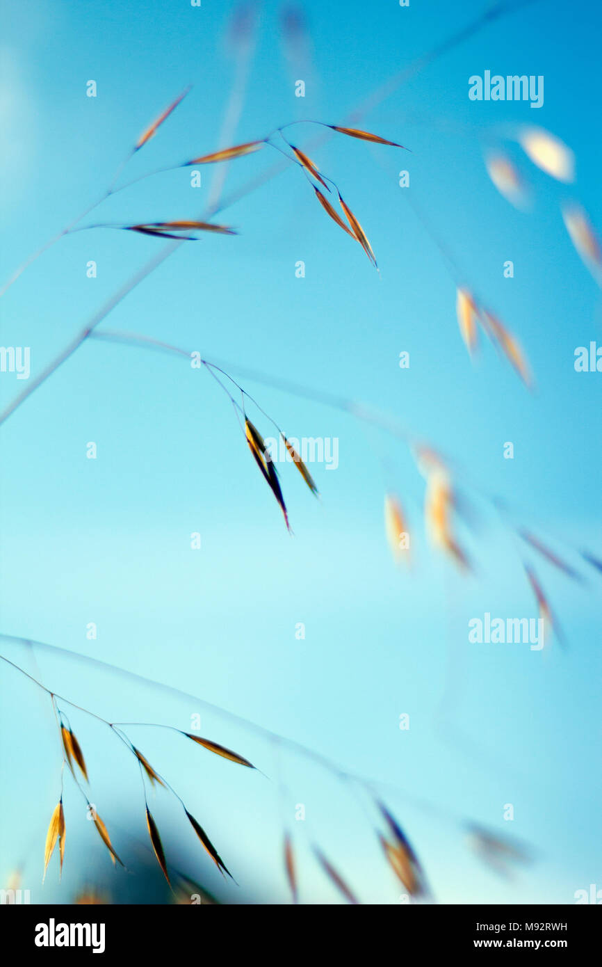 Autumn Plants, Grasses & Seedheads Stock Photo - Alamy