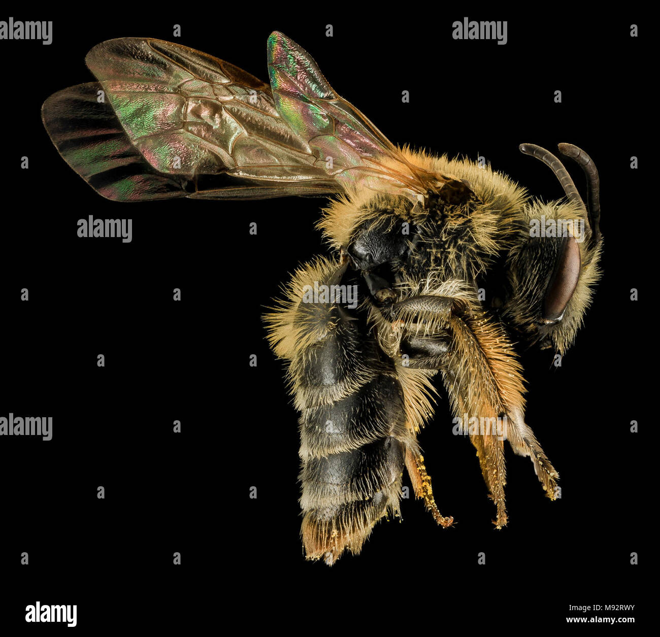 Cornelli hi-res stock photography and images - Alamy