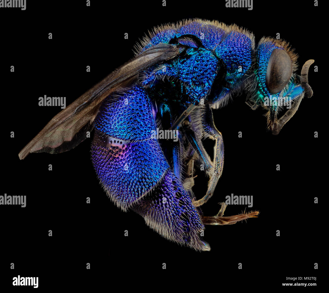 Chrysis conica hi-res stock photography and images - Alamy