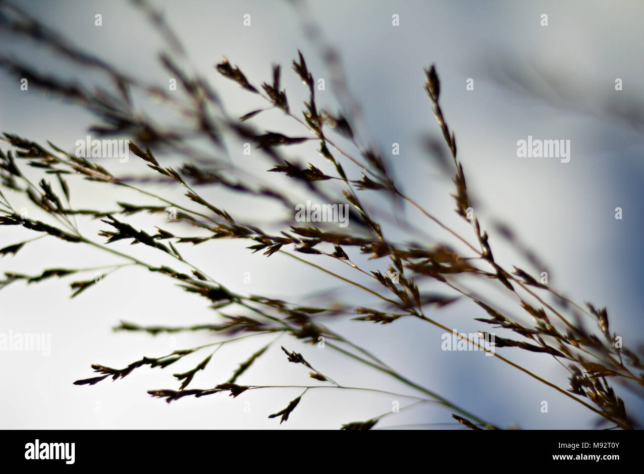 Autumn Plants, Grasses & Seedheads Stock Photo - Alamy