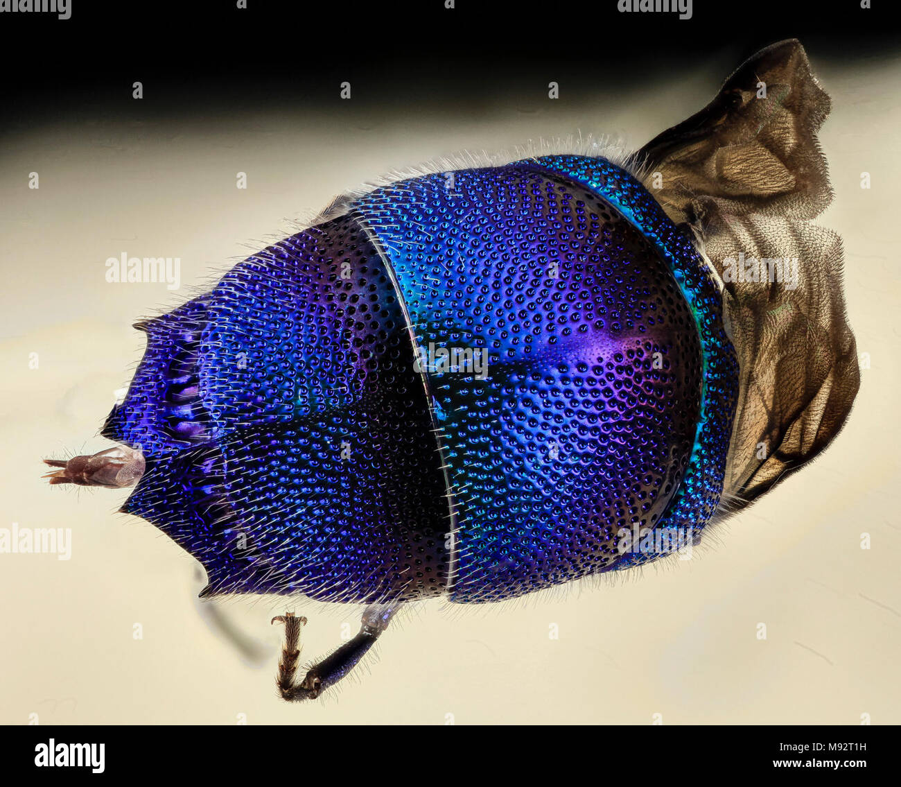 Chrysis conica hi-res stock photography and images - Alamy