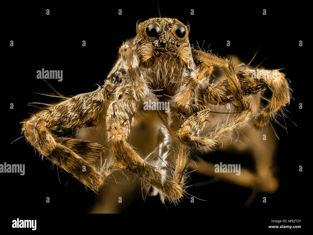 Spider Unknown, Face, MD, Prince Georges Stock Photo - Alamy