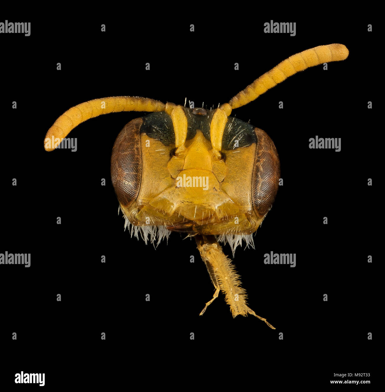 Perdita bee hi-res stock photography and images - Alamy