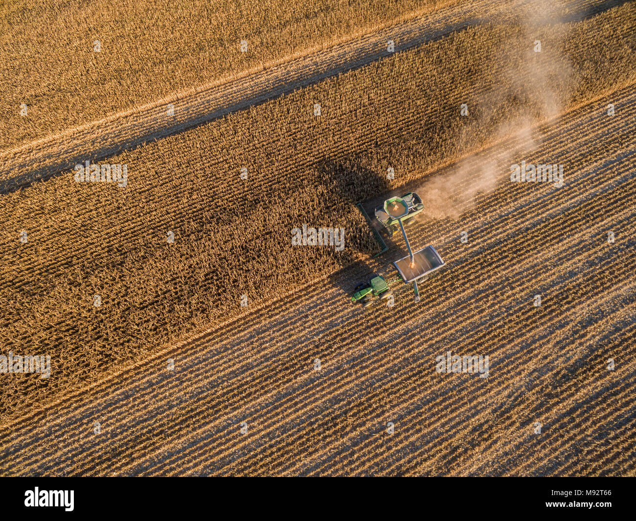 63801-08317 Corn Harvest, John Deere combine unloading corn into grain ...