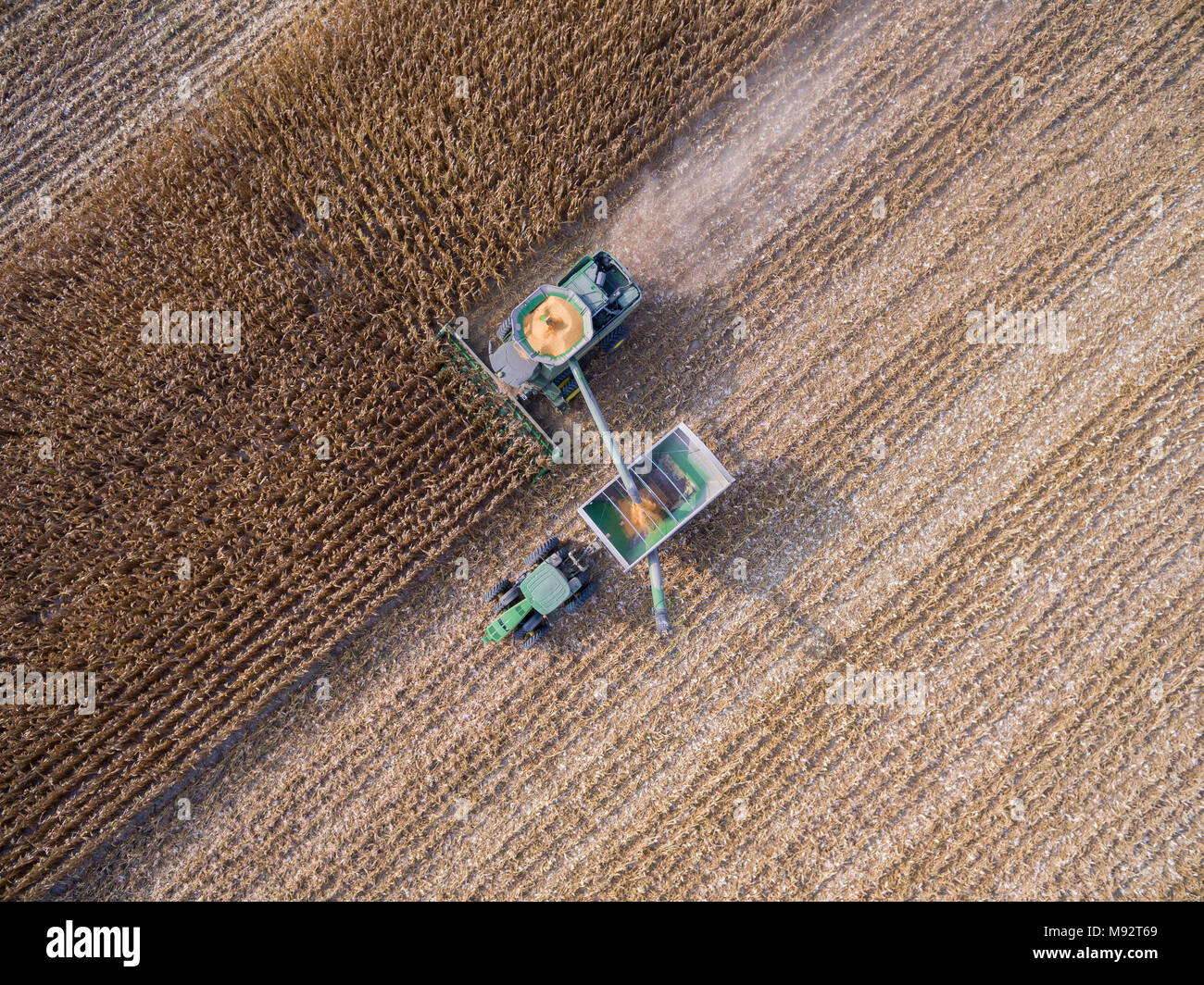 63801-08320 Corn Harvest, John Deere combine unloading corn into grain ...