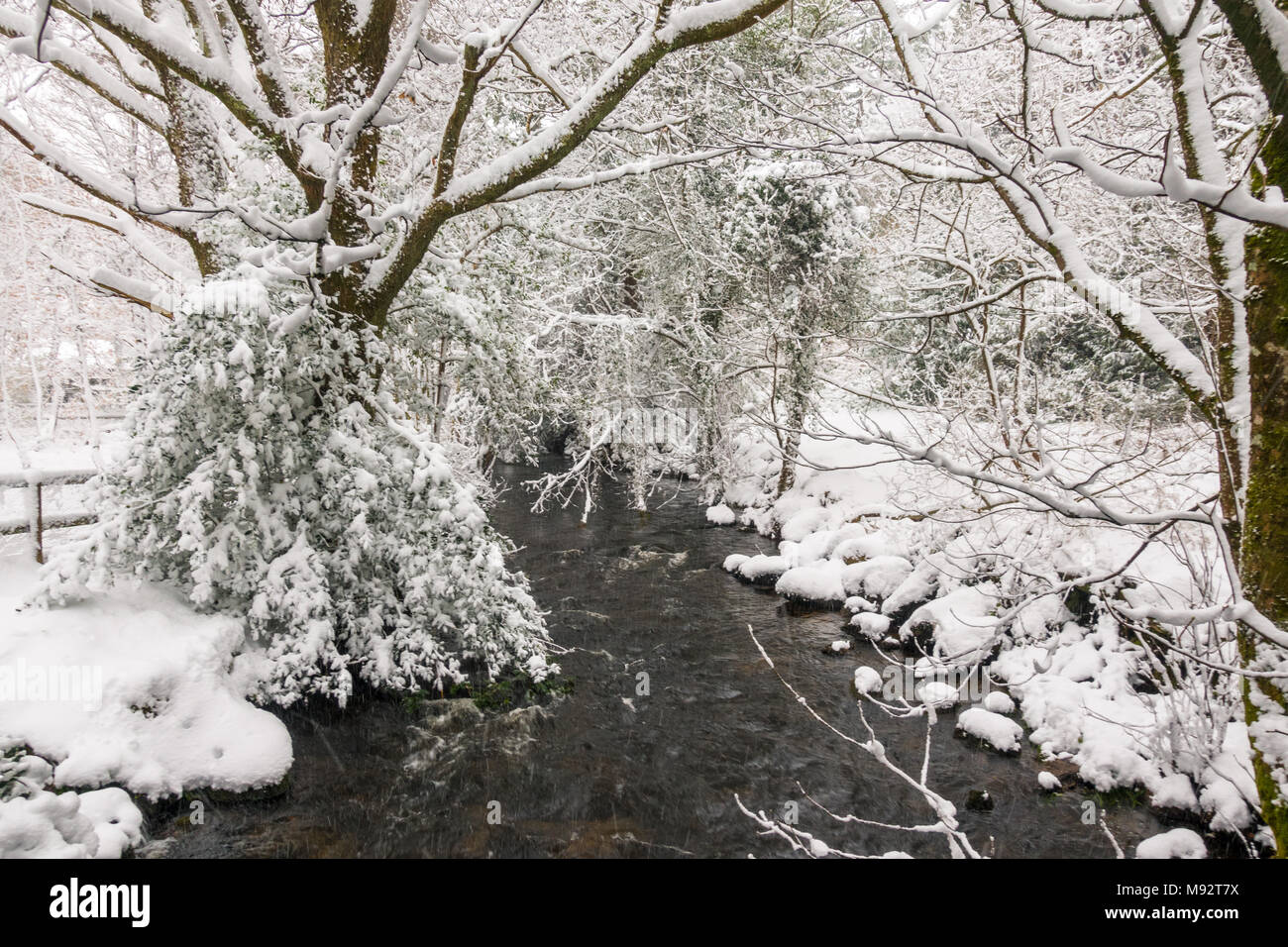 Snow in the forest - Ireland Stock Photo - Alamy