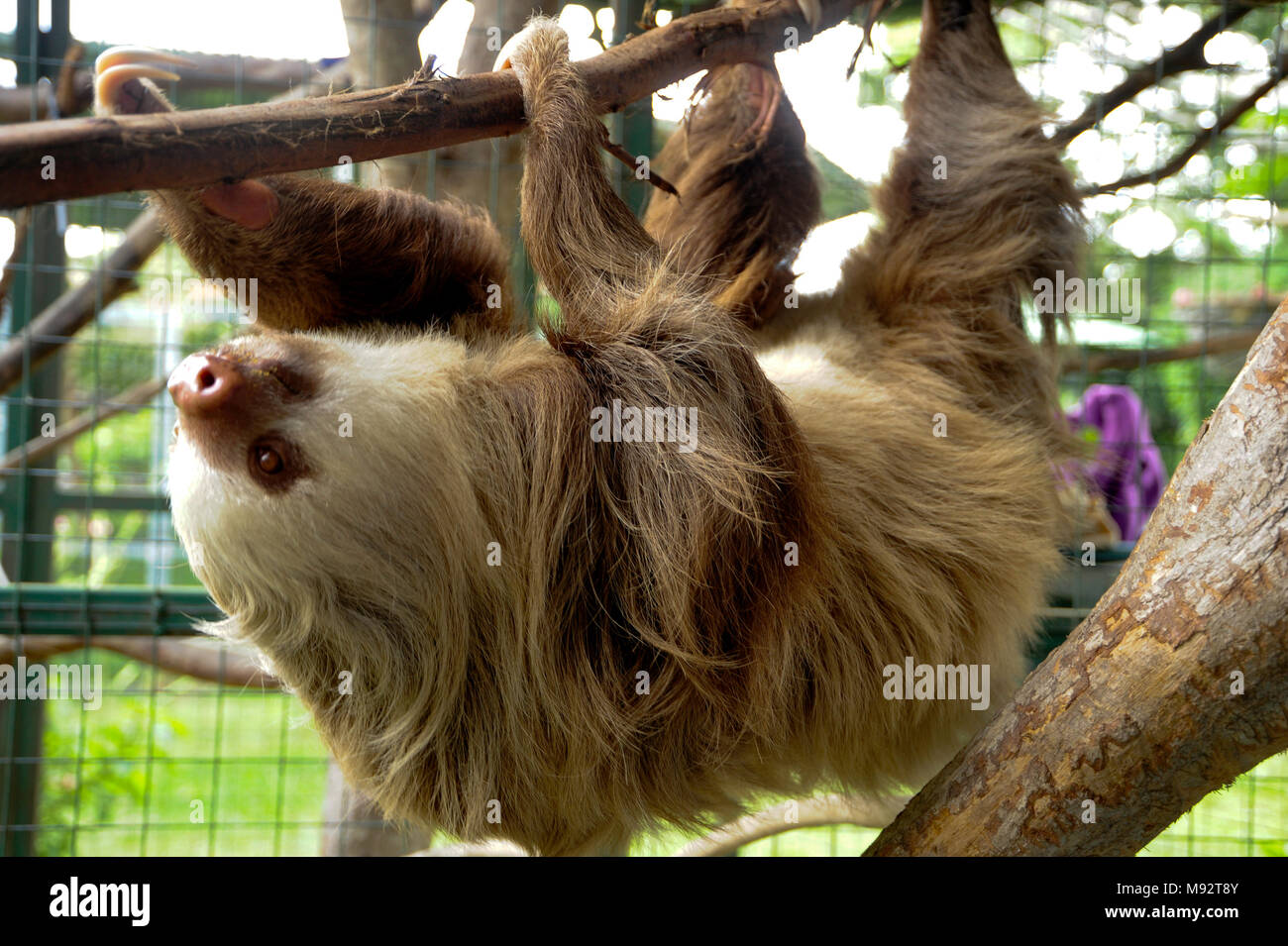 Two toed sloths hi-res stock photography and images - Alamy