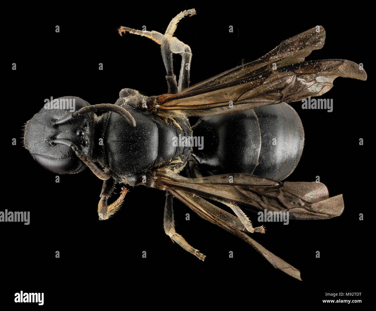 Hylaeus species hi-res stock photography and images - Alamy