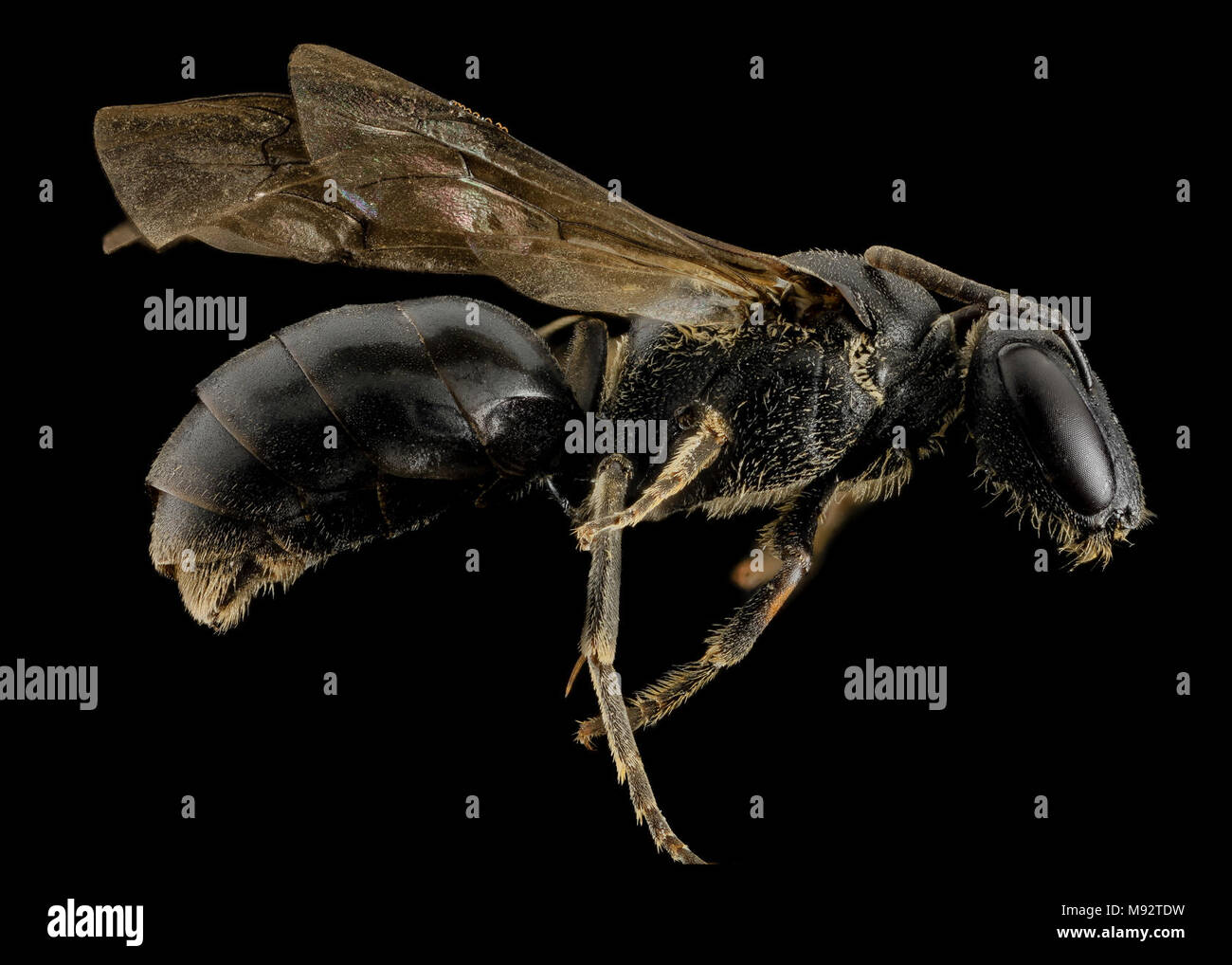Hylaeus species, F, side, Maui, Hawaii Stock Photo - Alamy
