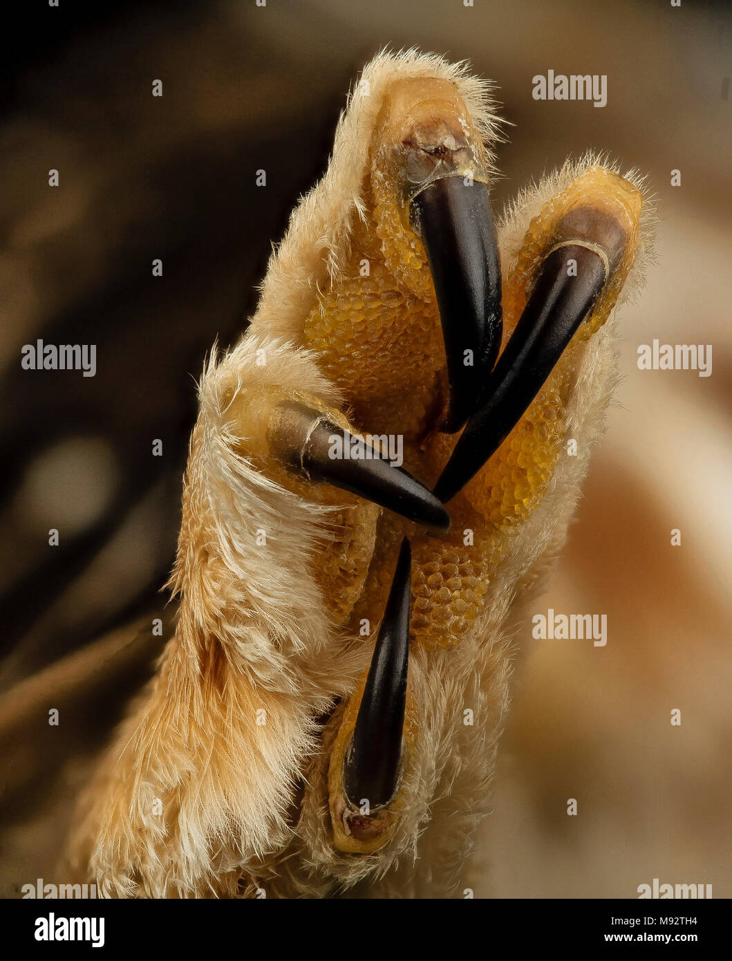 saw whet, foot, dc Stock Photo - Alamy