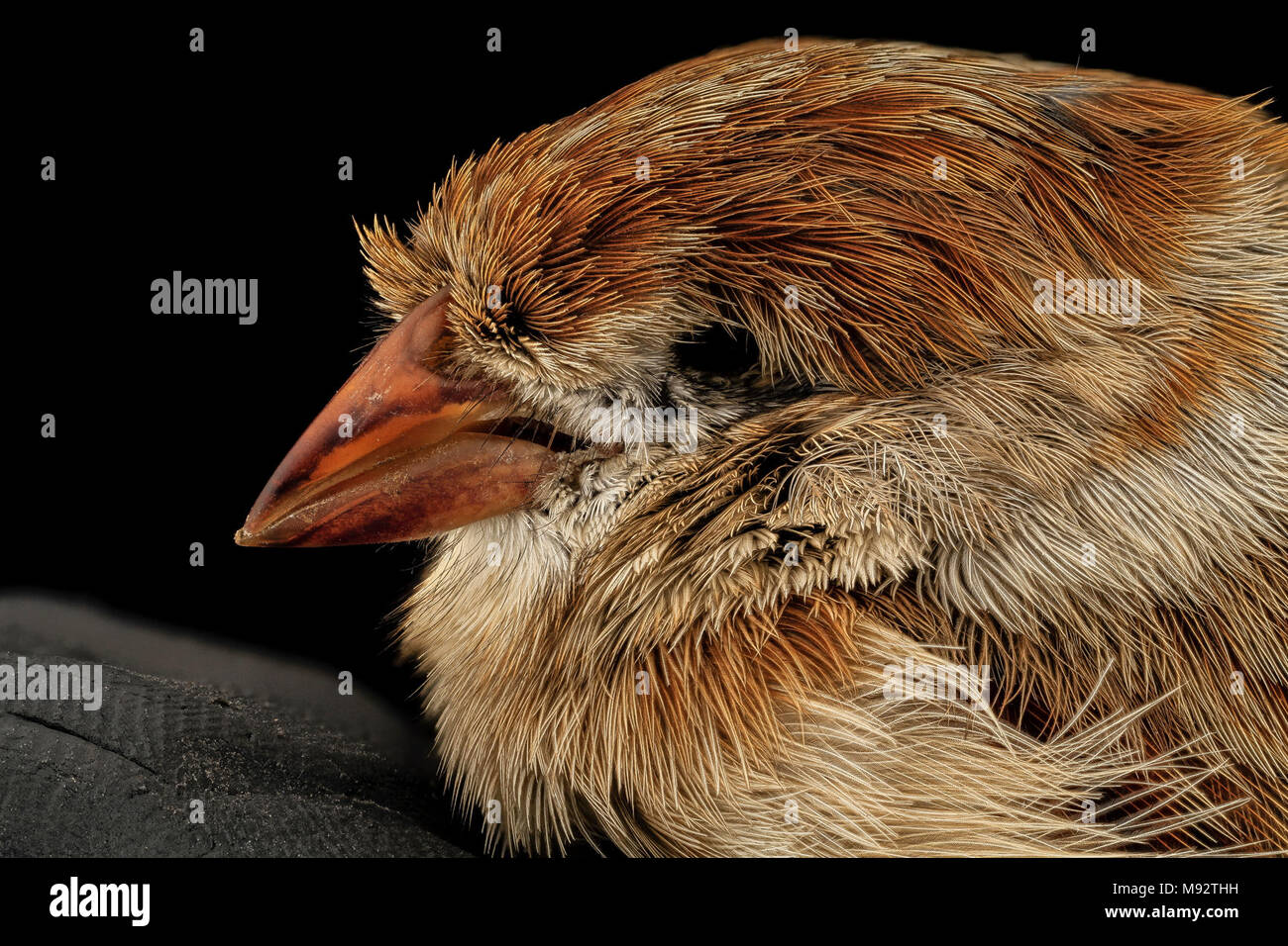 Sparrow head hi-res stock photography and images - Alamy