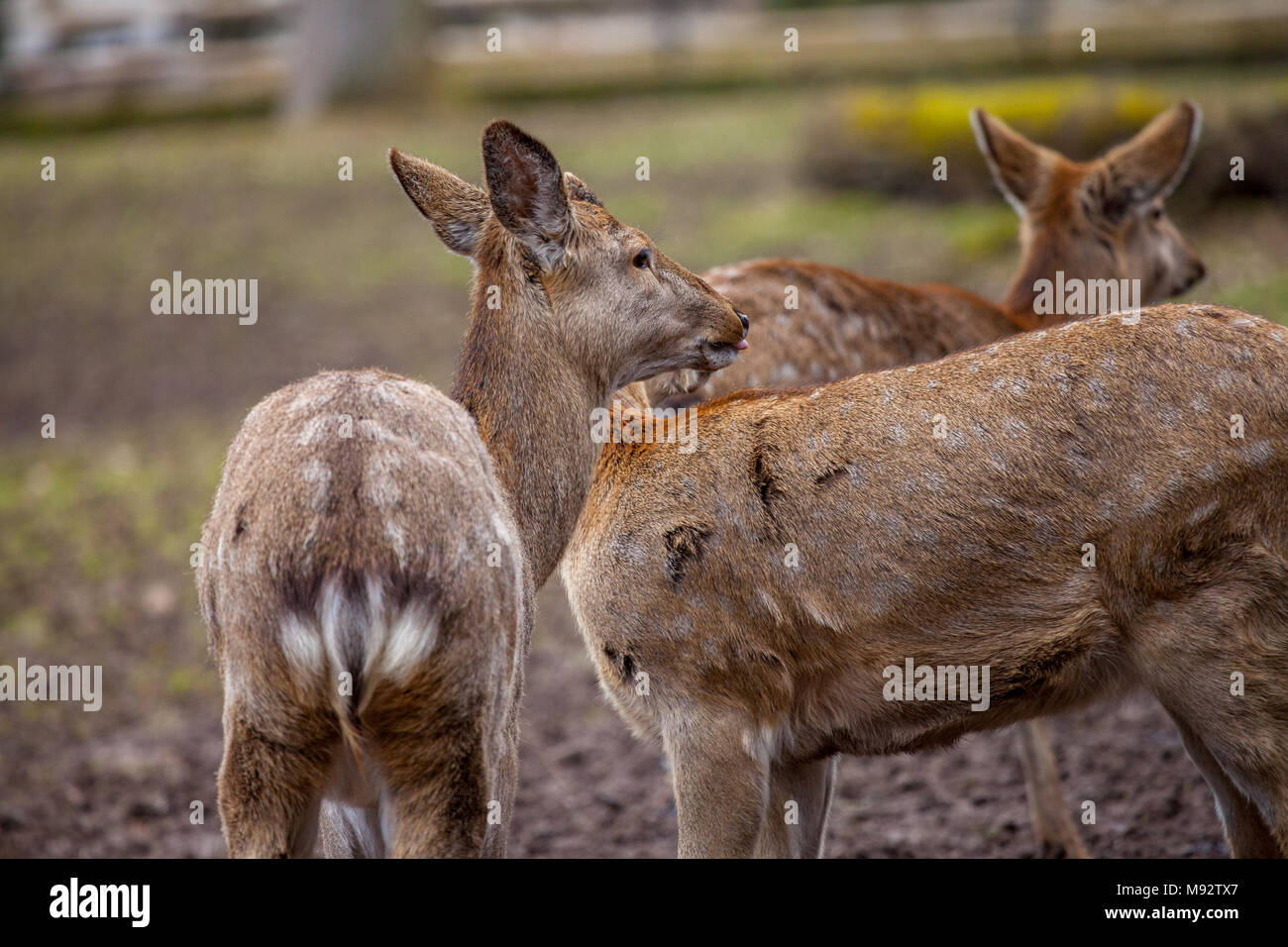 Dybowski sika deer hi-res stock photography and images - Alamy