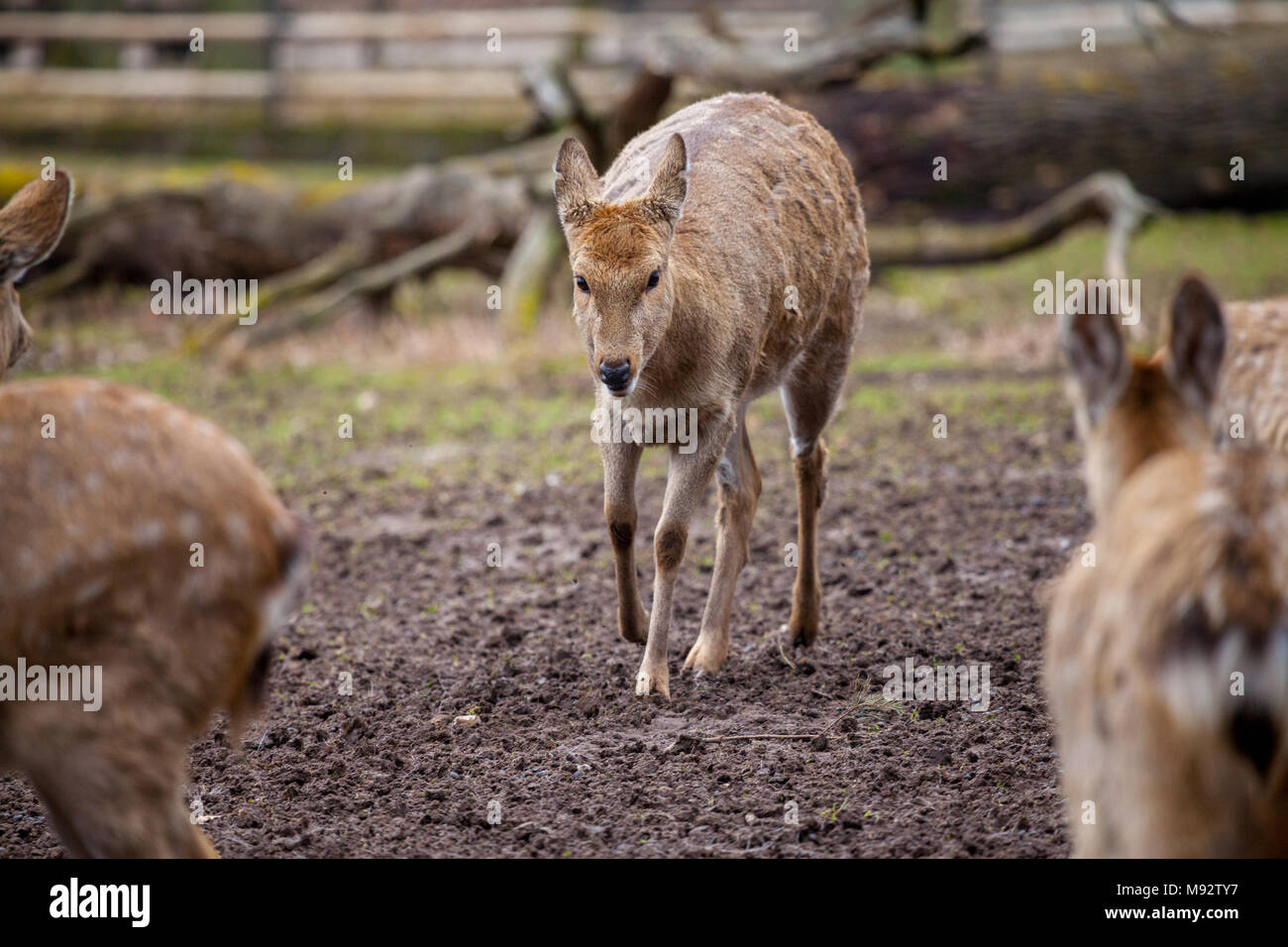 Dybowski deer stands in a wildlife scene Stock Photo - Alamy