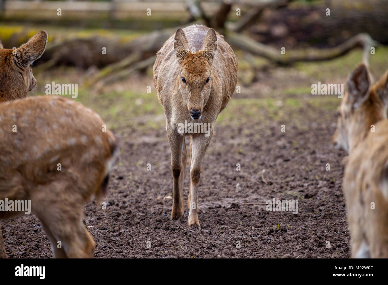 Dybowski deer stands in a wildlife scene Stock Photo - Alamy