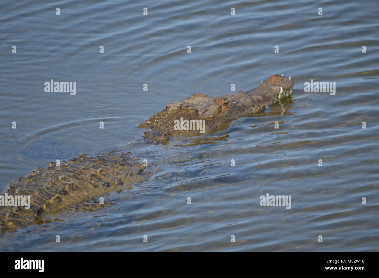 An American crocodile at Punta Sur eco park in Cozumel, Mexico Stock ...