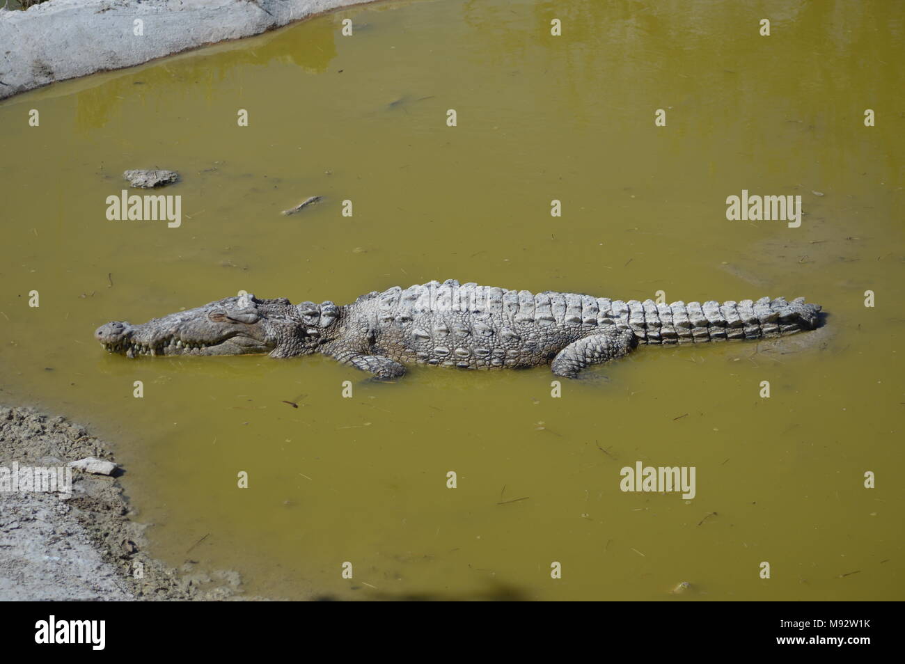 An American crocodile at Punta Sur eco park in Cozumel, Mexico Stock ...