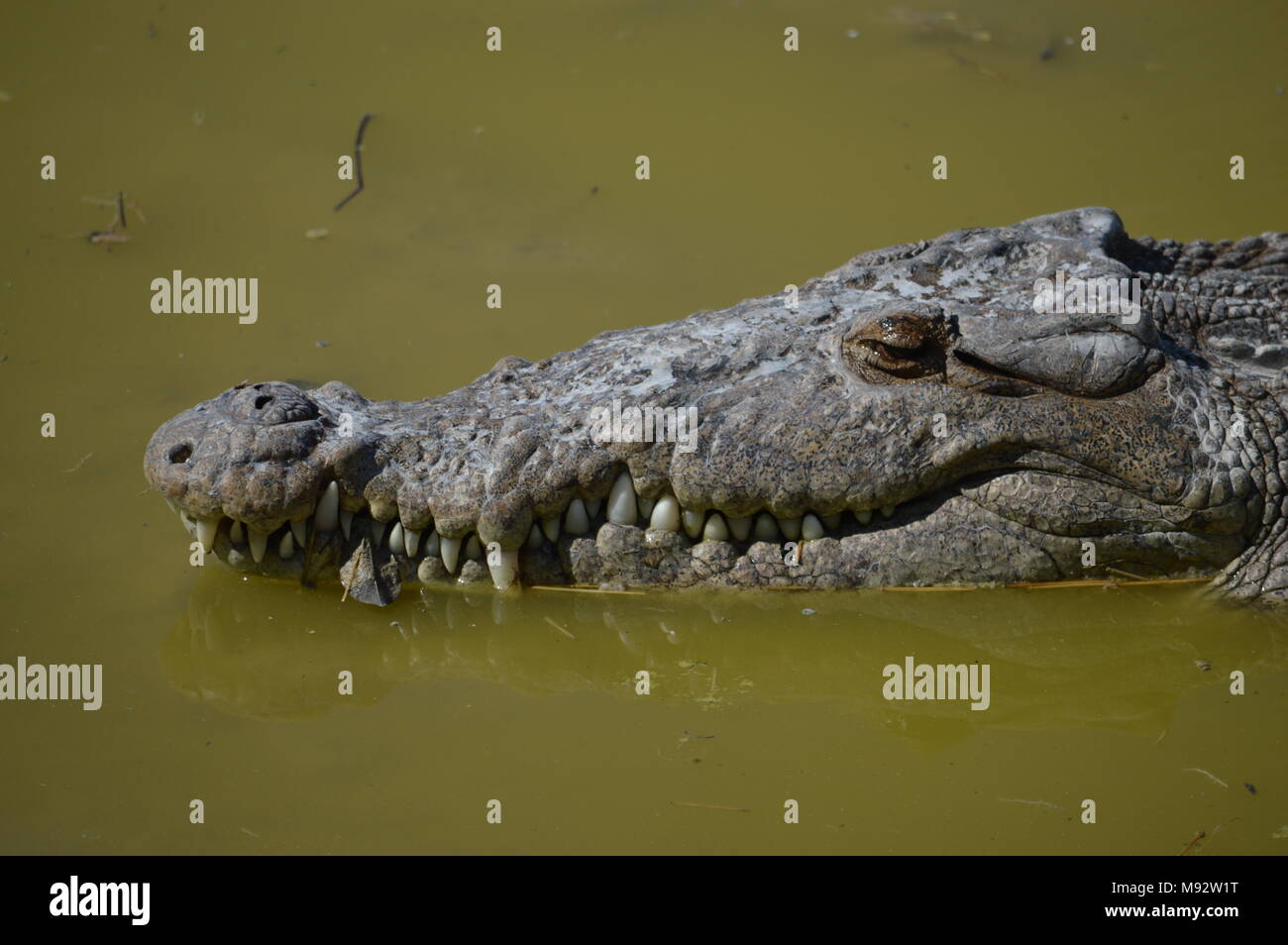 An American crocodile at Punta Sur eco park in Cozumel, Mexico Stock ...
