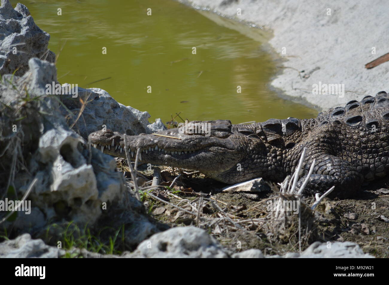 An American crocodile at Punta Sur eco park in Cozumel, Mexico Stock ...