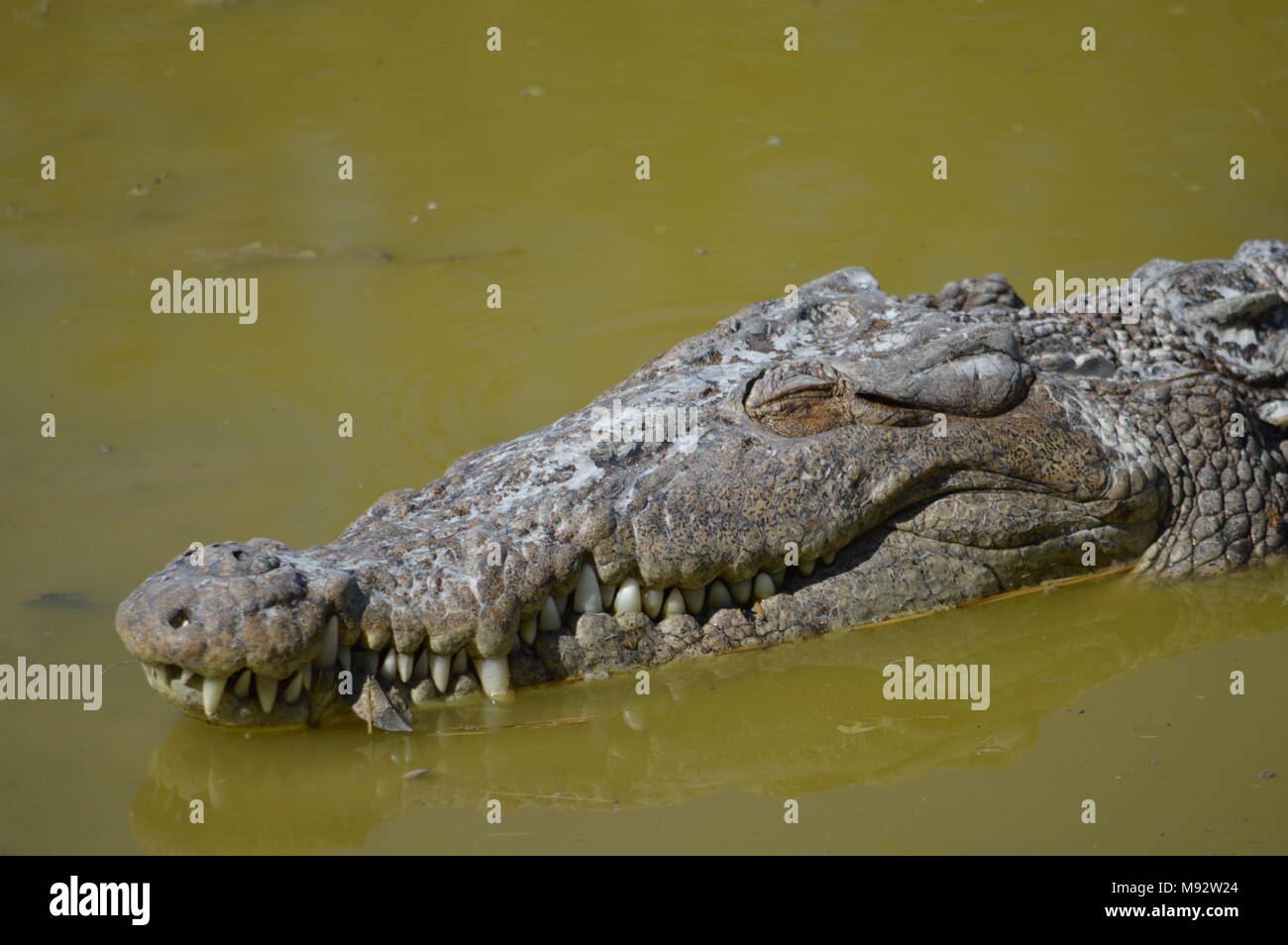 Crocodile mexico lagoon hi-res stock photography and images - Alamy