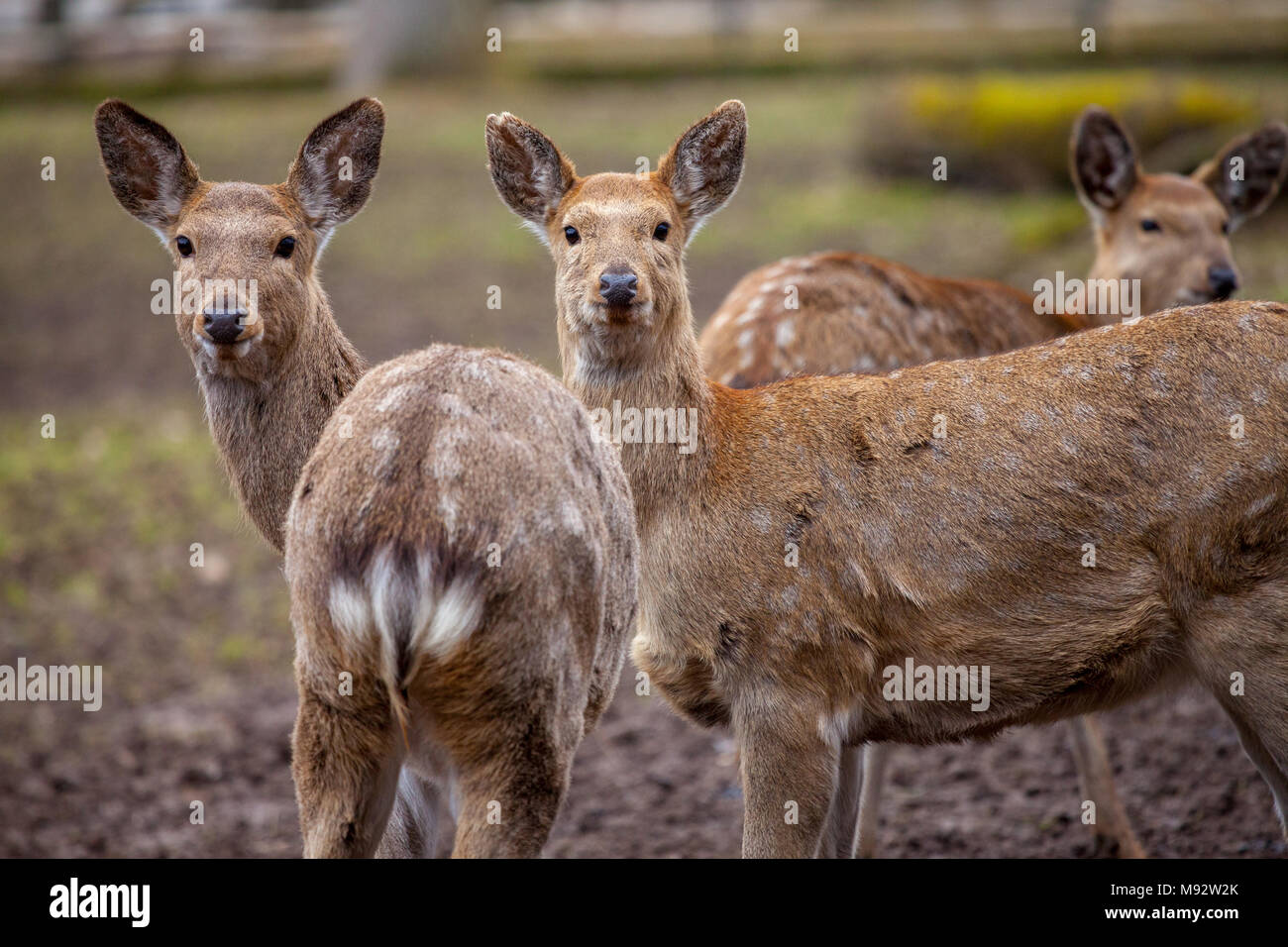 Dybowski deer stands in a wildlife scene Stock Photo - Alamy