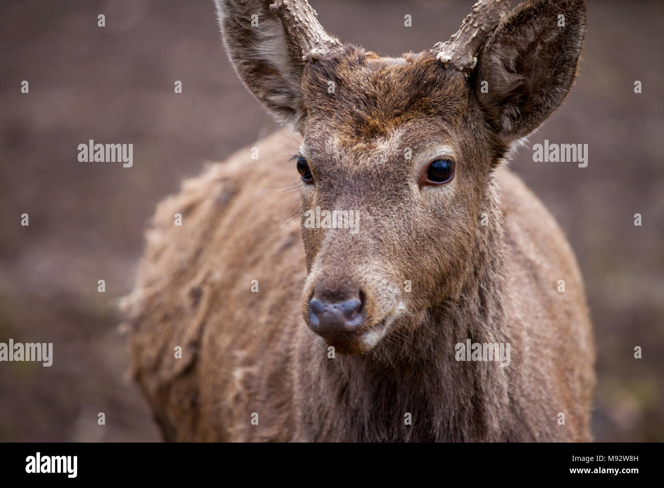 Dybowski hi-res stock photography and images - Alamy